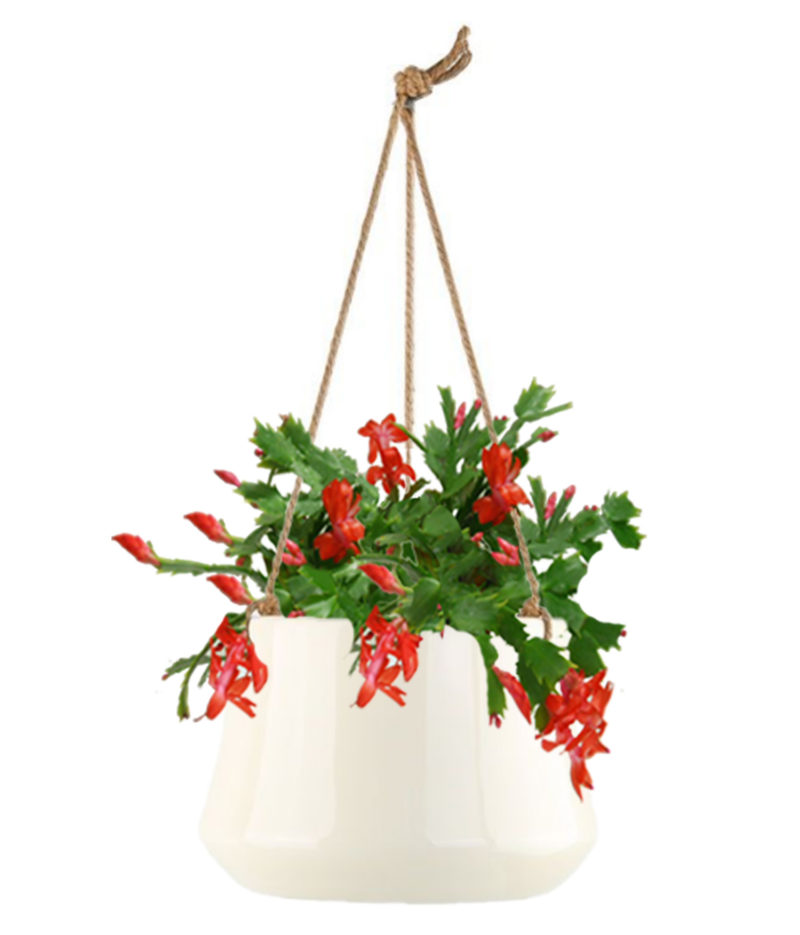 Zygo Cactus - Andy Mast Greenhouses