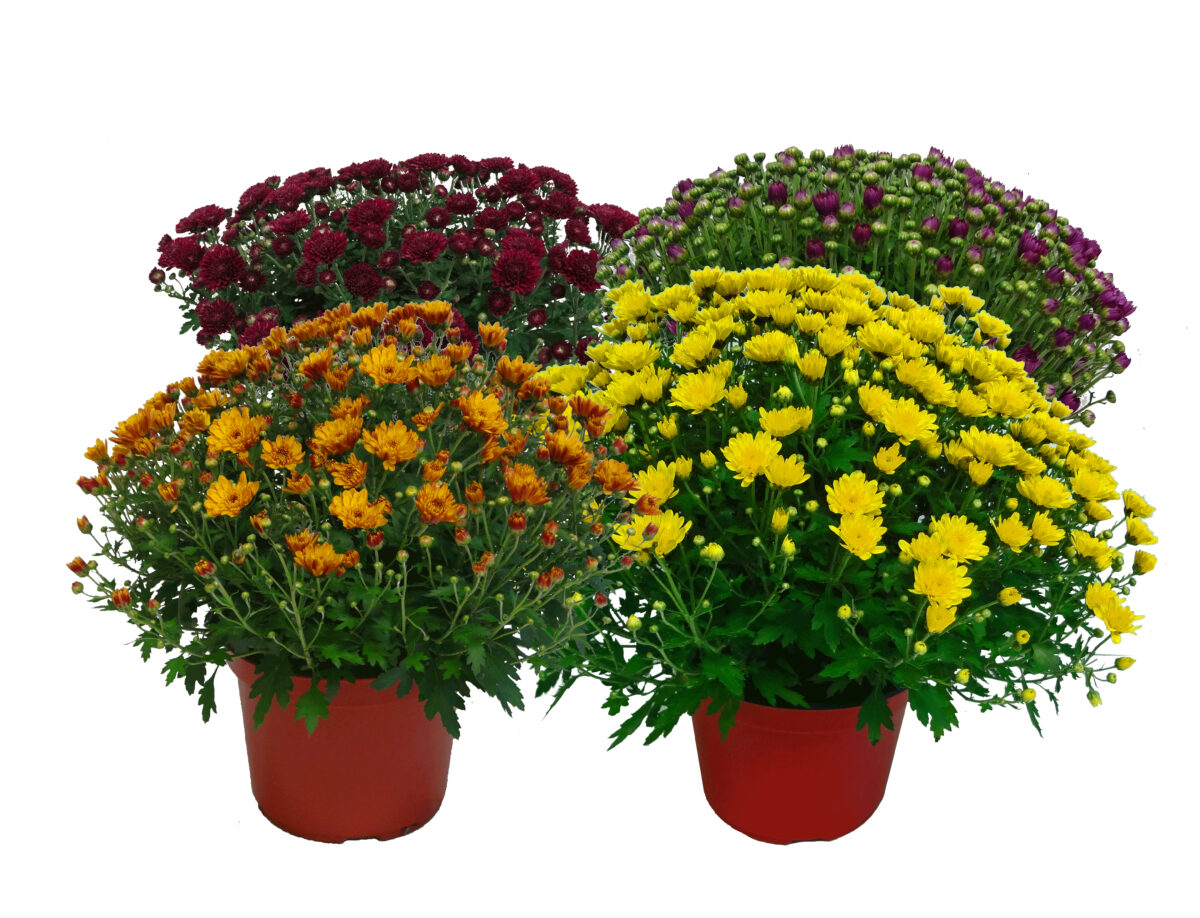 Mums - Outdoor - Andy Mast Greenhouses