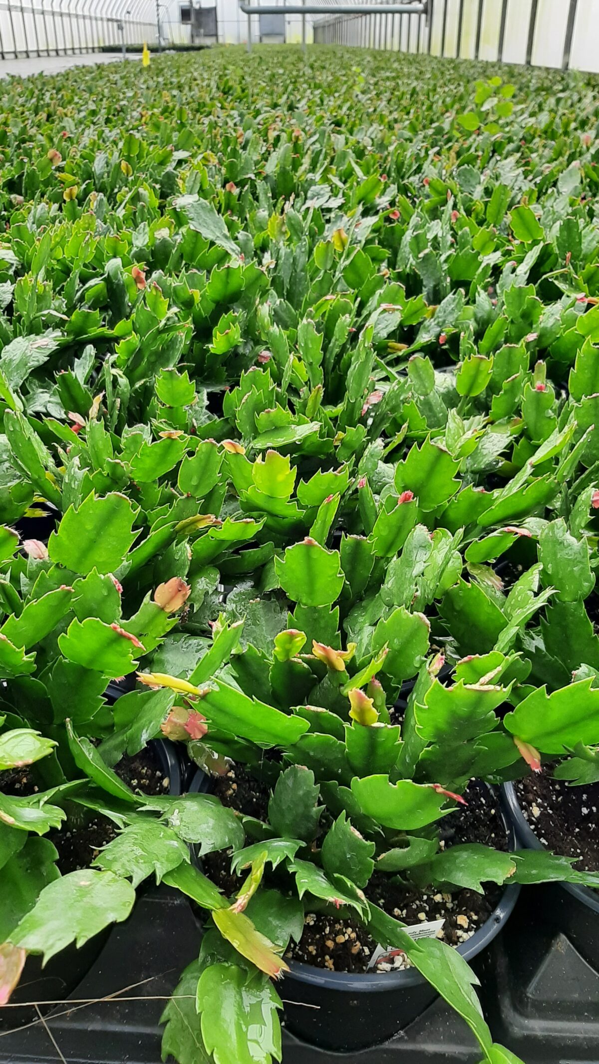 Zygo Cactus - Andy Mast Greenhouses