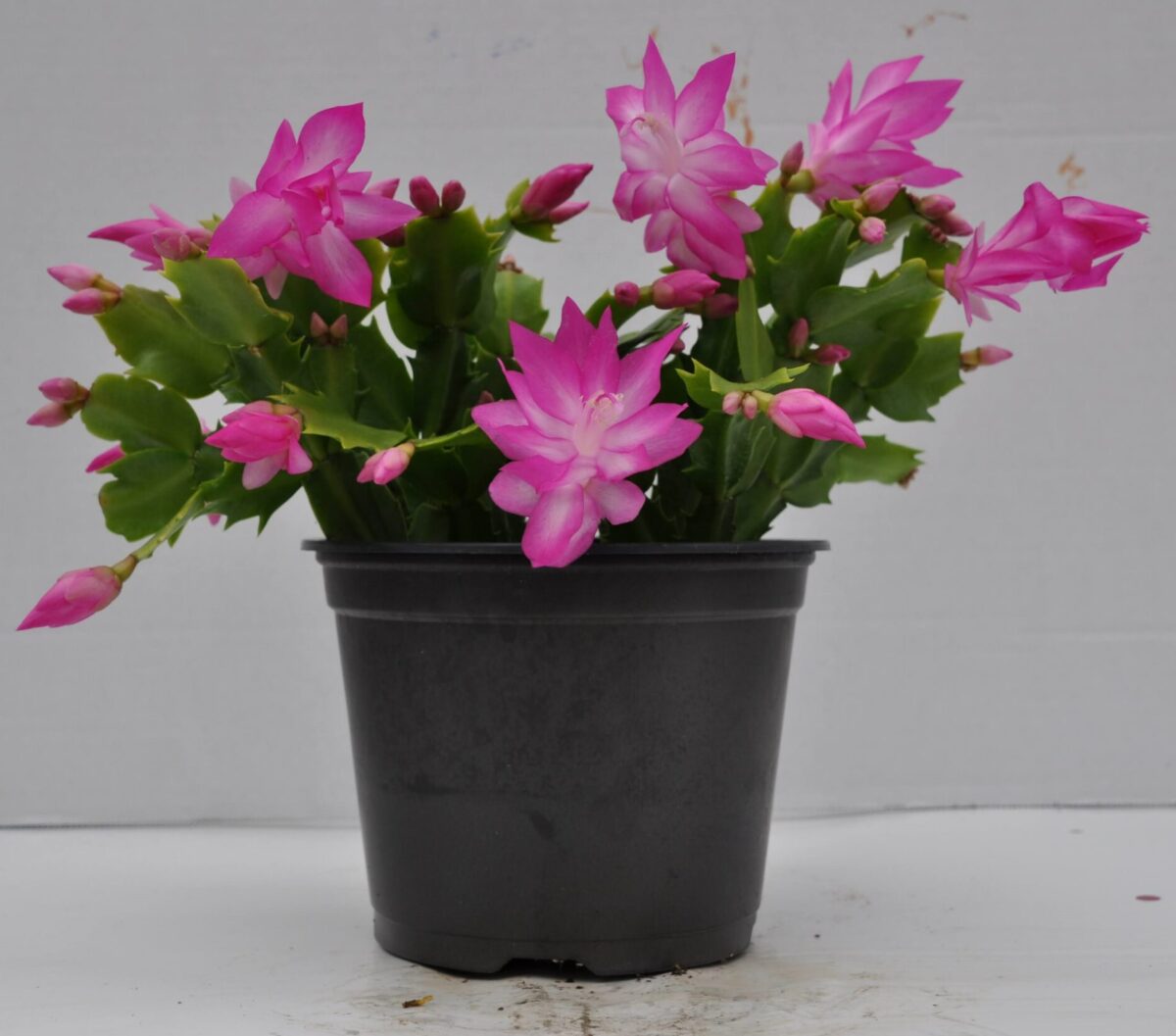 Zygo Cactus - Andy Mast Greenhouses