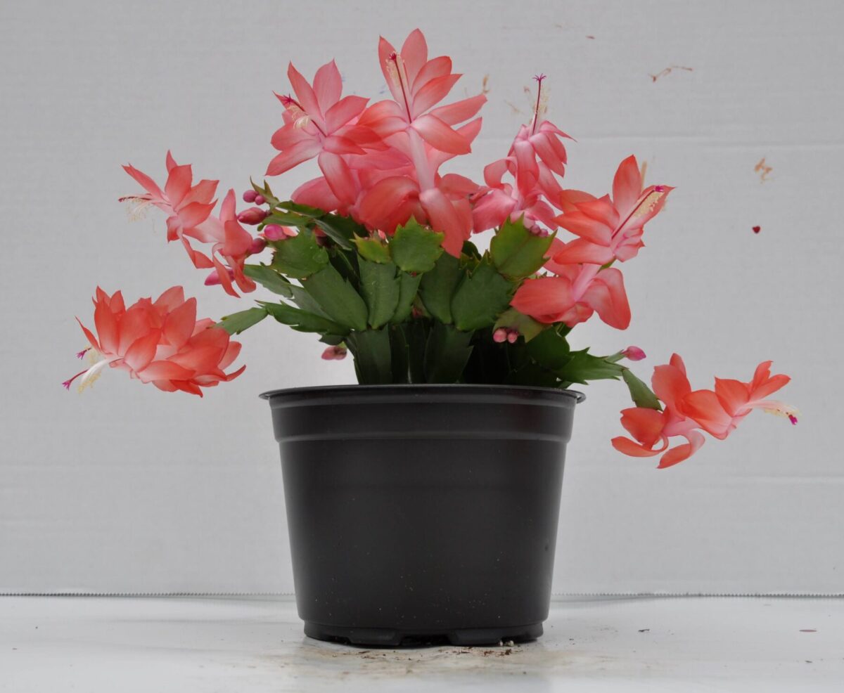 Zygo Cactus - Andy Mast Greenhouses