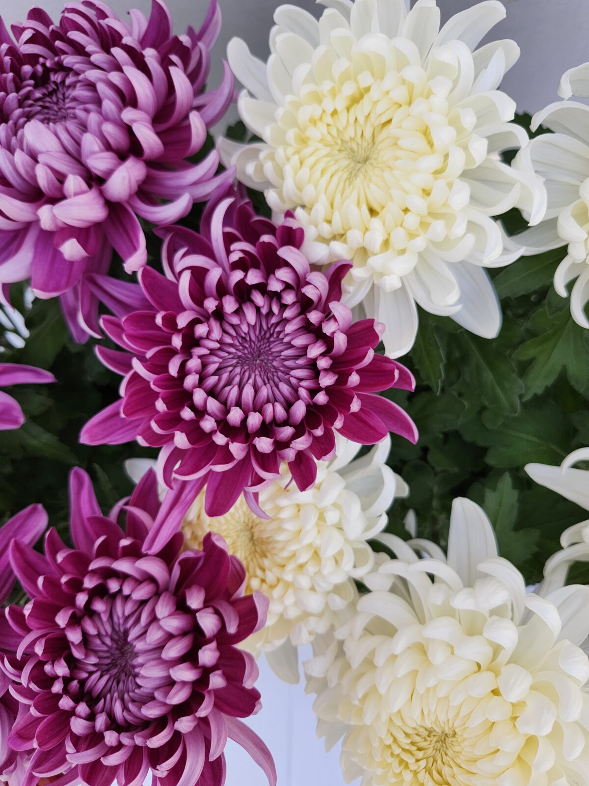 Mums - Cosmo - Andy Mast Greenhouses