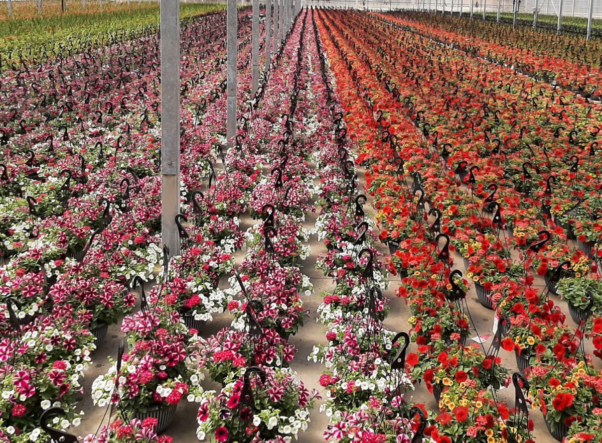 Designer Hanging Baskets - Andy Mast Greenhouses