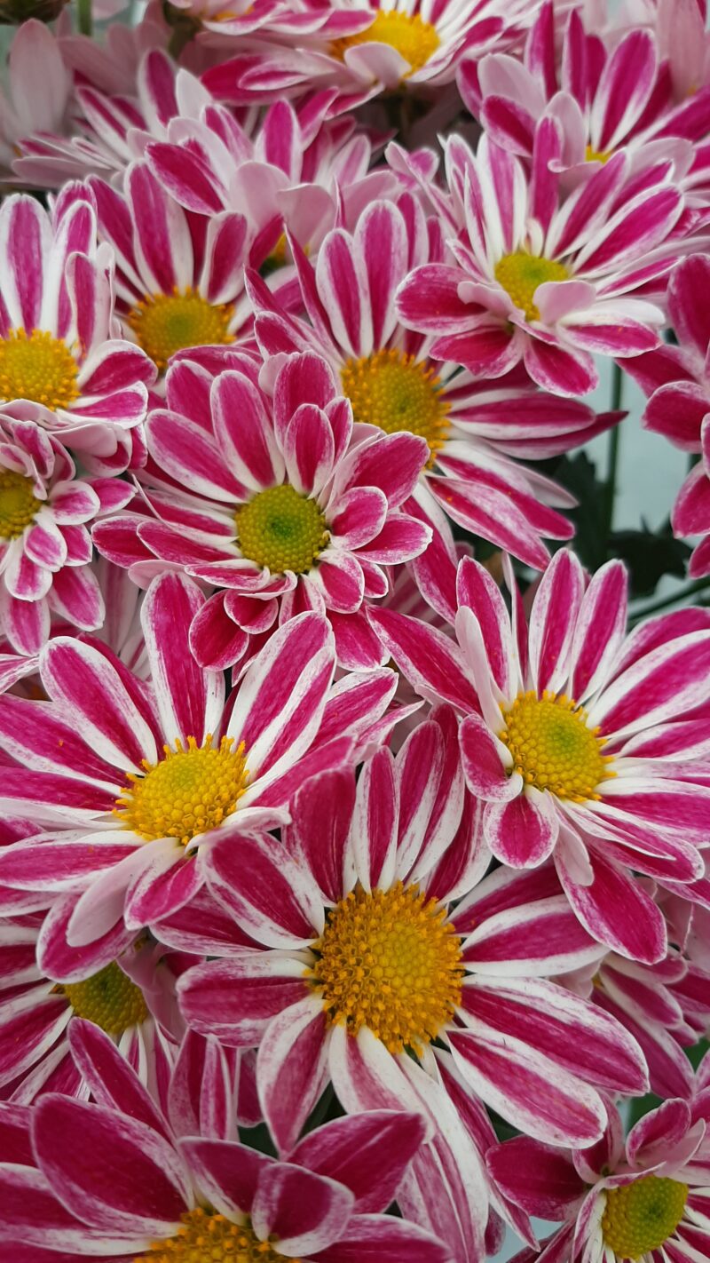 Mums - Florist - Andy Mast Greenhouses