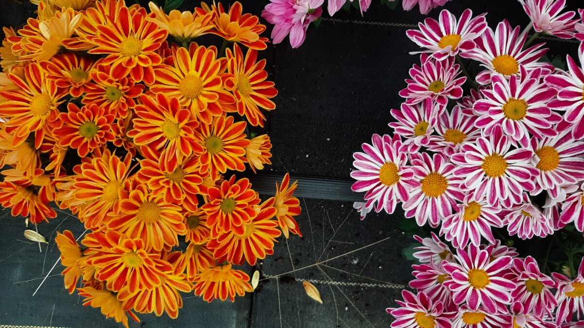 Growing Archives - Andy Mast Greenhouses