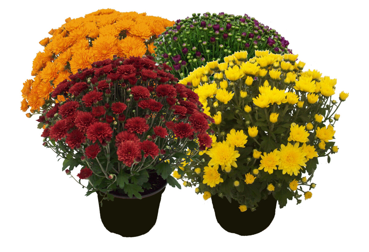 Mums - Outdoor - Andy Mast Greenhouses